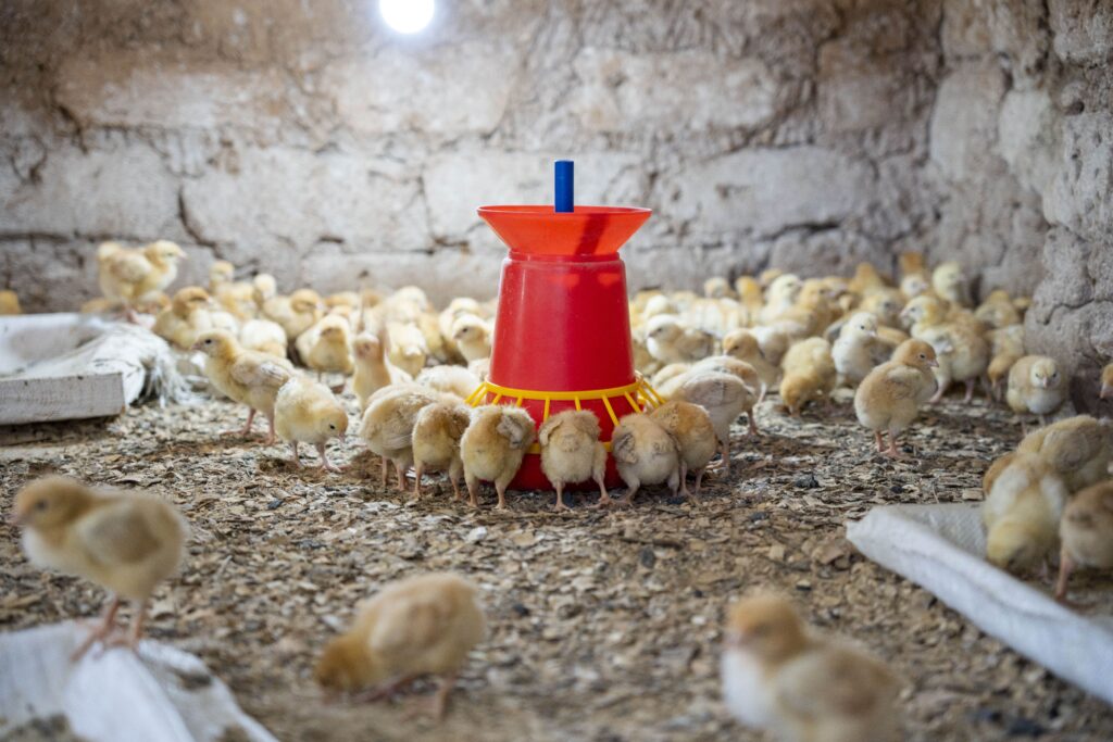 Kenya Gallery - Uzima Chicken